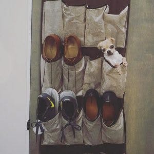 Man Devotes His Life to Adopting Senior Dogs | Wag!