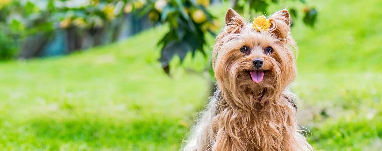 Top Activities For Charming Dogs - Wag!