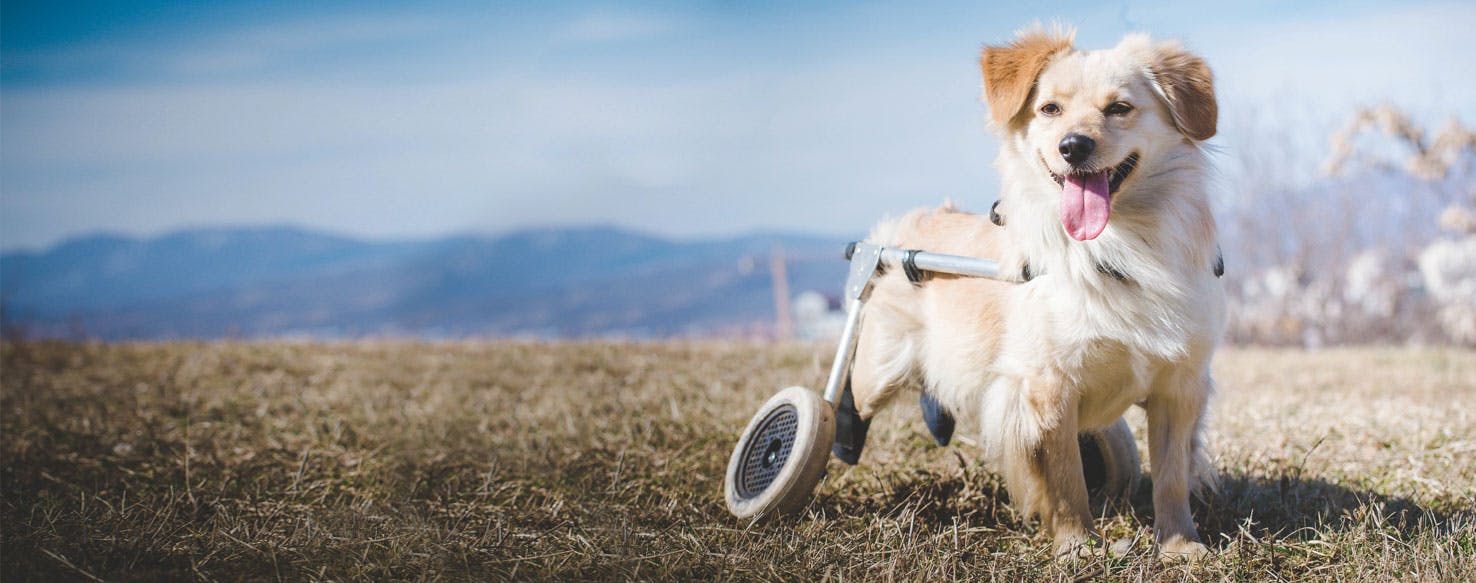 Top Activities For Dogs After Disc Surgery - Wag!