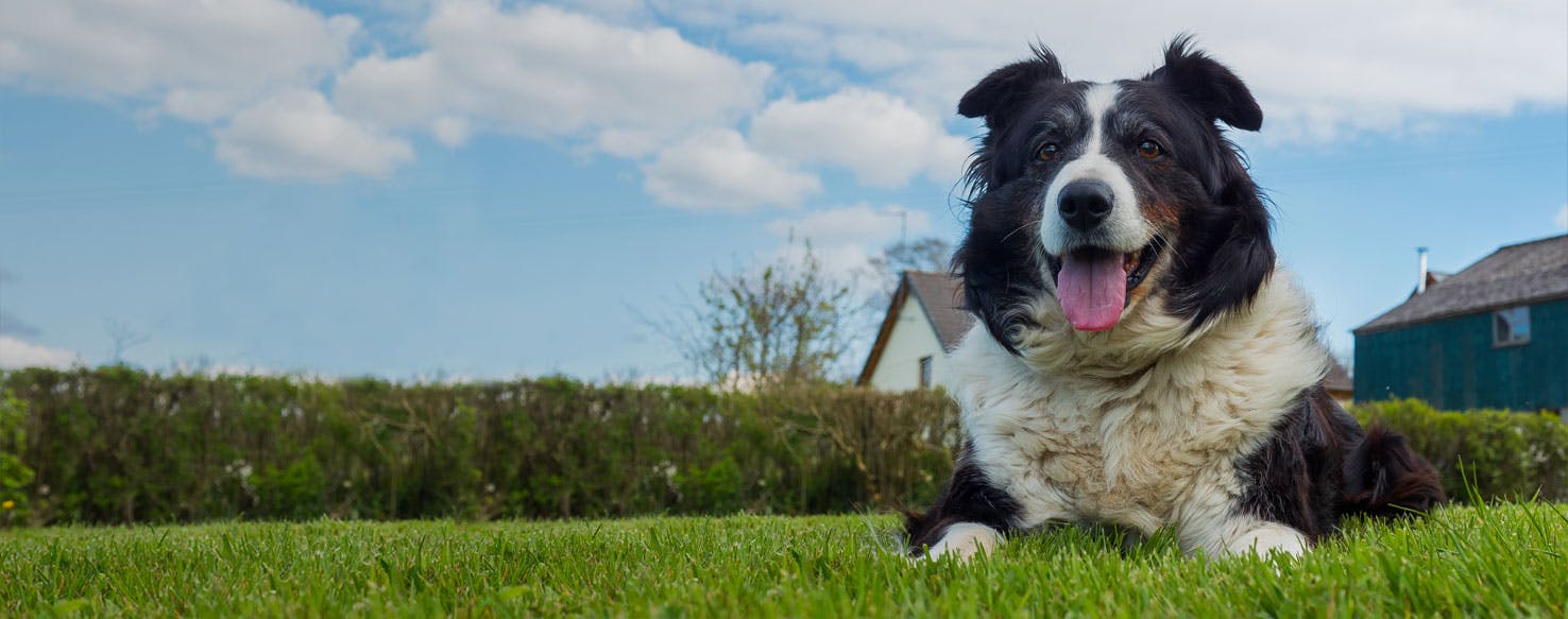 Top Activities For Dogs at a Farm - Wag!