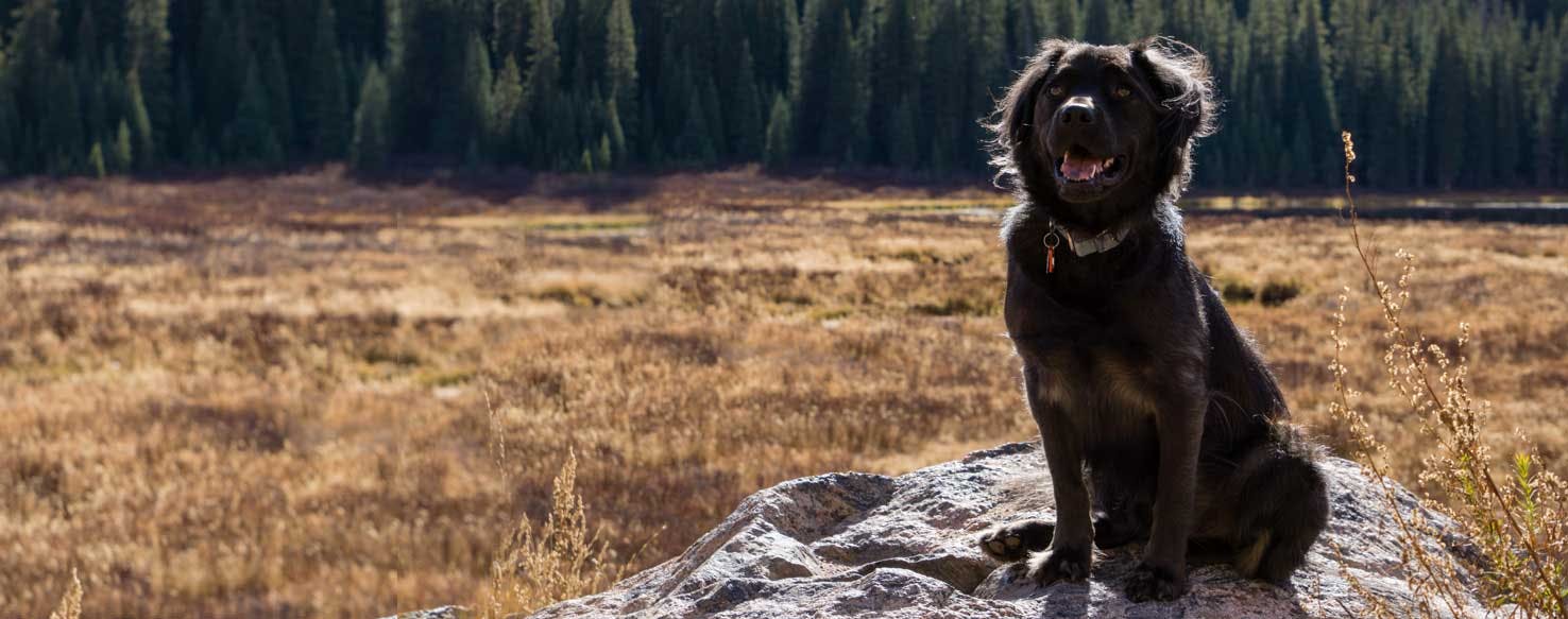 Top Activities For Dogs In Colorado On Nice Days - Wag!