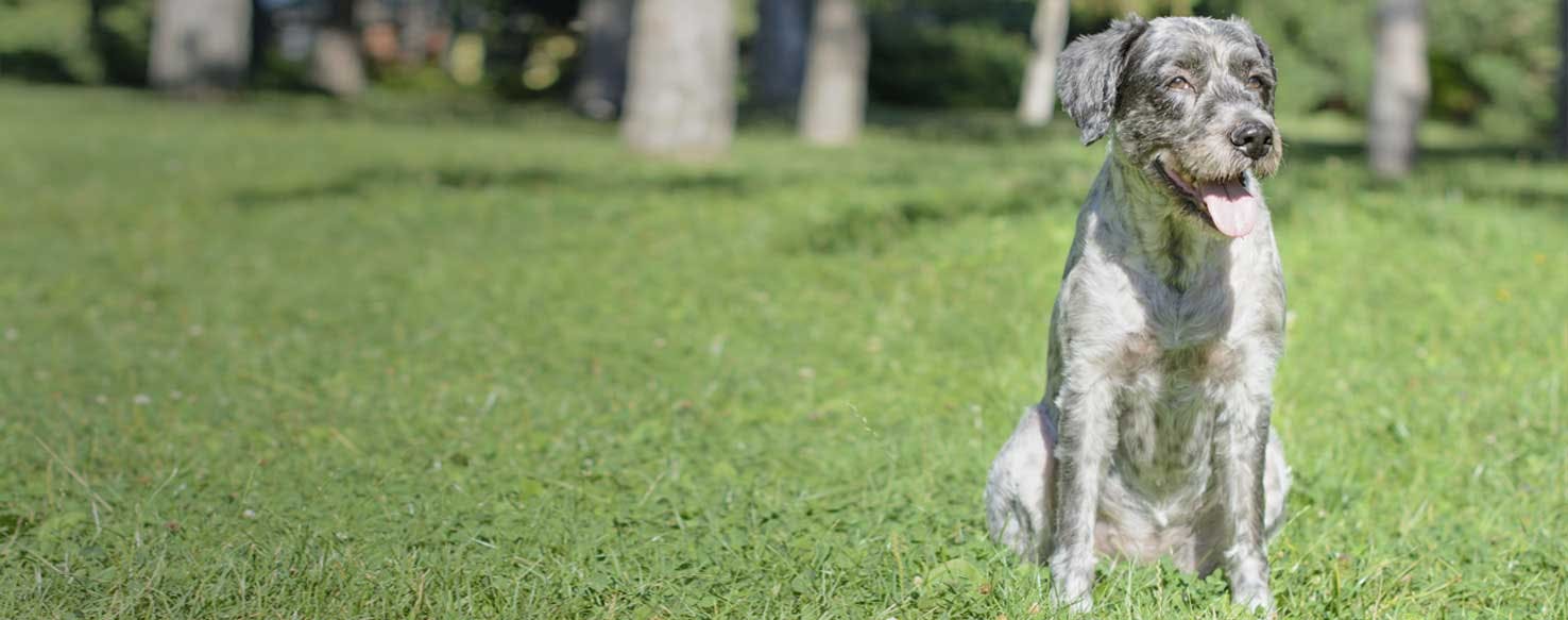 Top Activities For Dogs In Minnesota On Hot Days Wag top-activities-for-dogs-in-minnesota-on-hot-days-wag