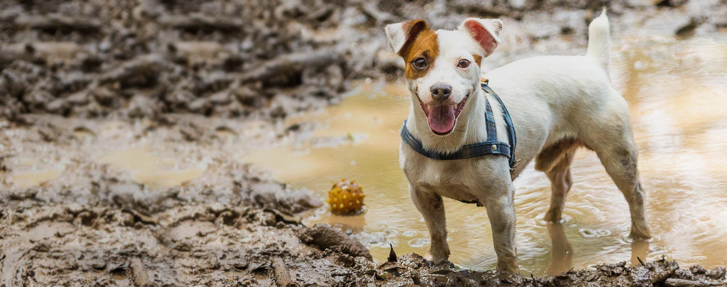 Top Activities For Dogs Who Like Mud - Wag!