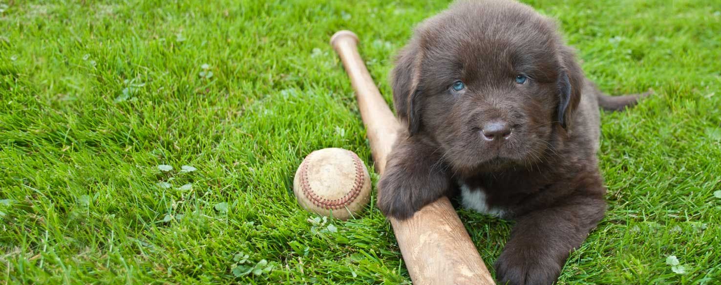 Top Activities For Dogs With Owners Who Like Baseball Wag top-activities-for-dogs-with-owners-who-like-baseball-wag