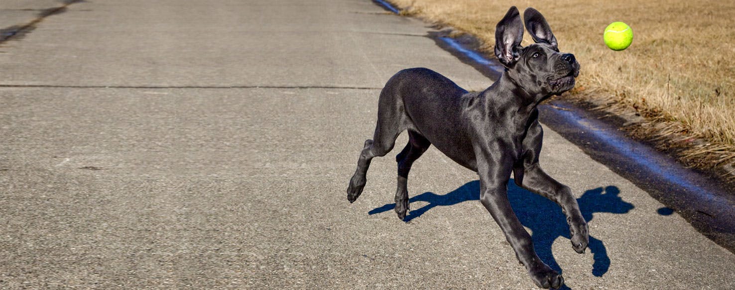 Top Activities For Focused Dogs - Wag!