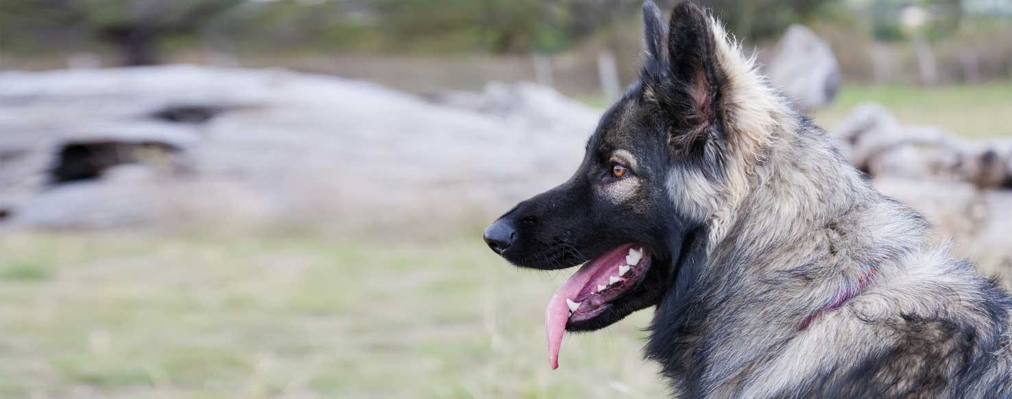 Grey Shiloh Shepherd Puppies