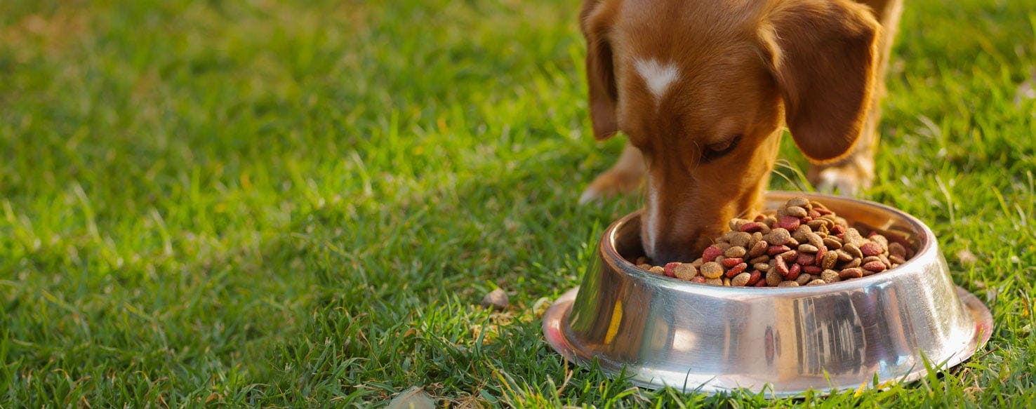 Do Dogs Have A Good Sense Of Taste