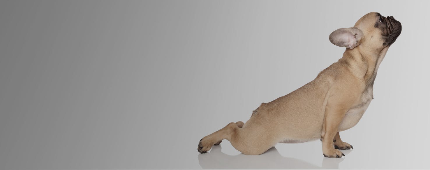 Top Activities For Flexible Dogs - Wag!