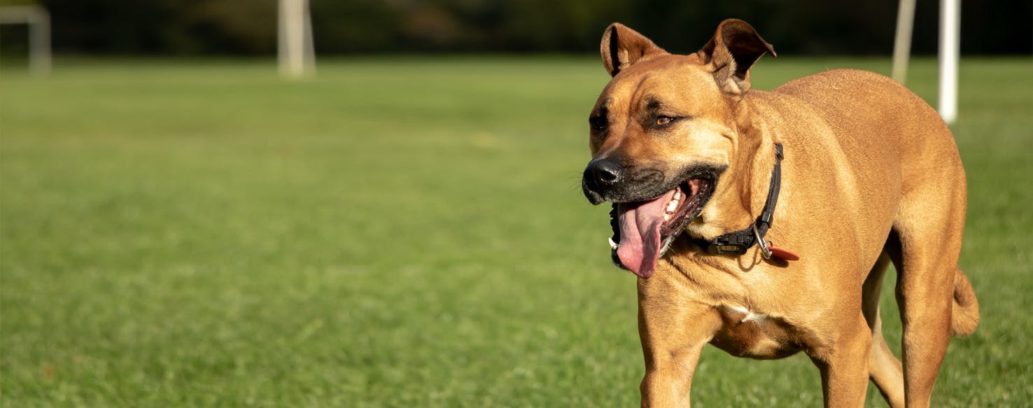 Top Activities For Dogs In Tennessee On Hot Days - Wag!