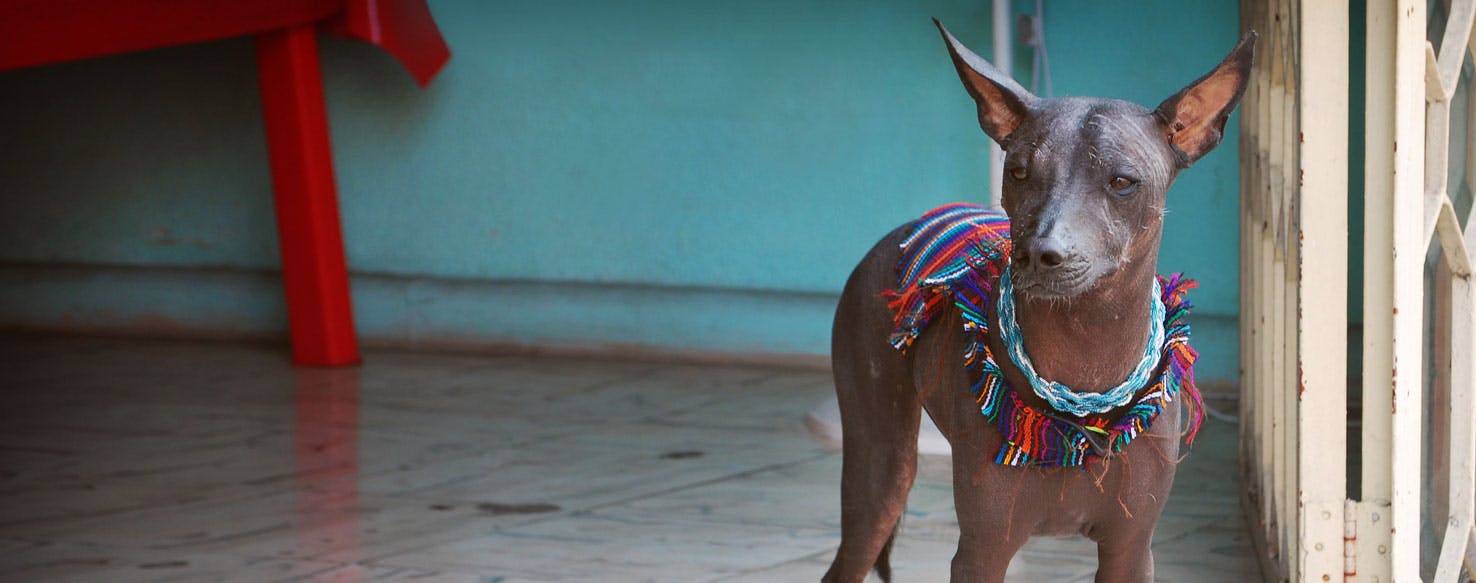 Top Activities For Dogs In Mexico - Wag!
