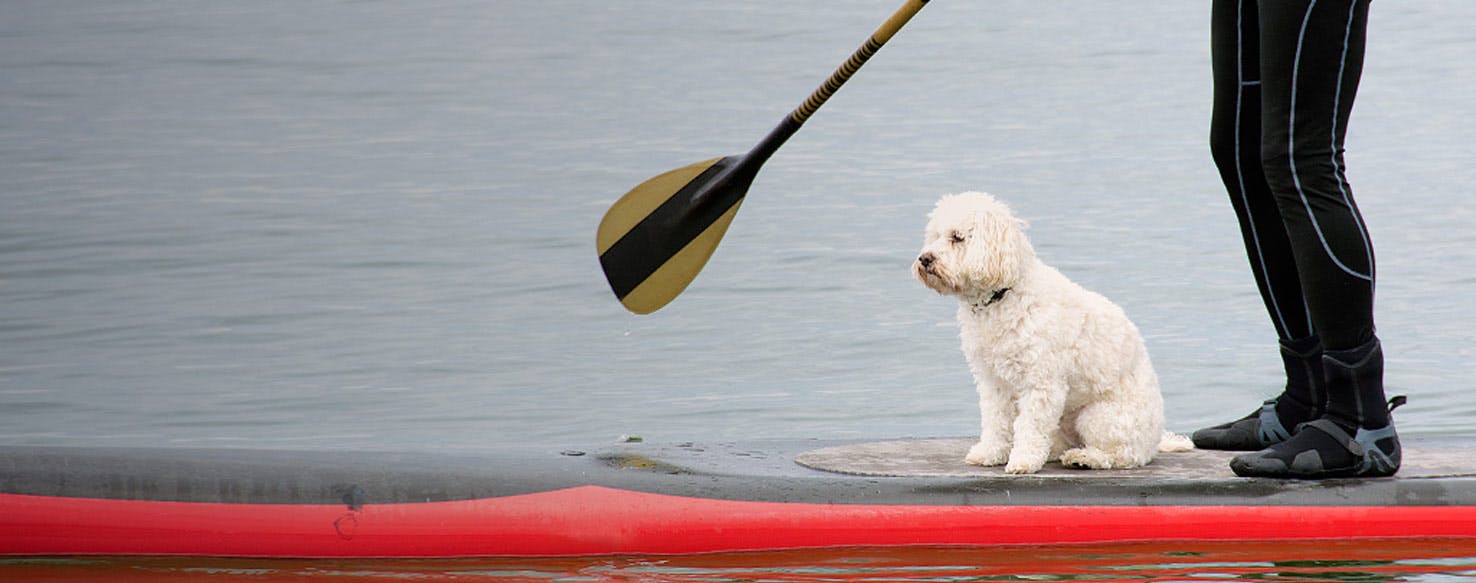 Top Activities For Dogs With Owners Who Like Rowing - Wag!