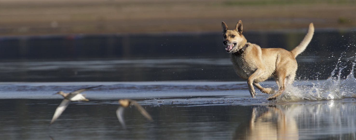 Top Activities For A Tracking And Hunting Dog - Wag!