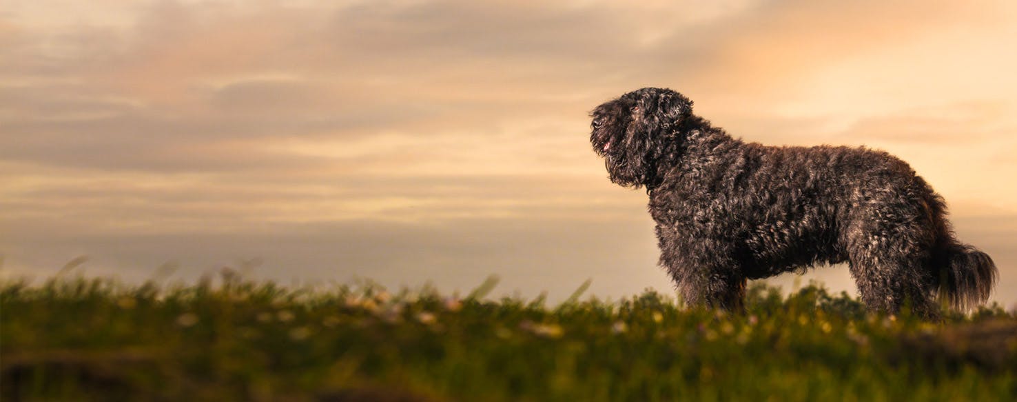 Top Activities For A Bouvier Des Flandres - Wag!