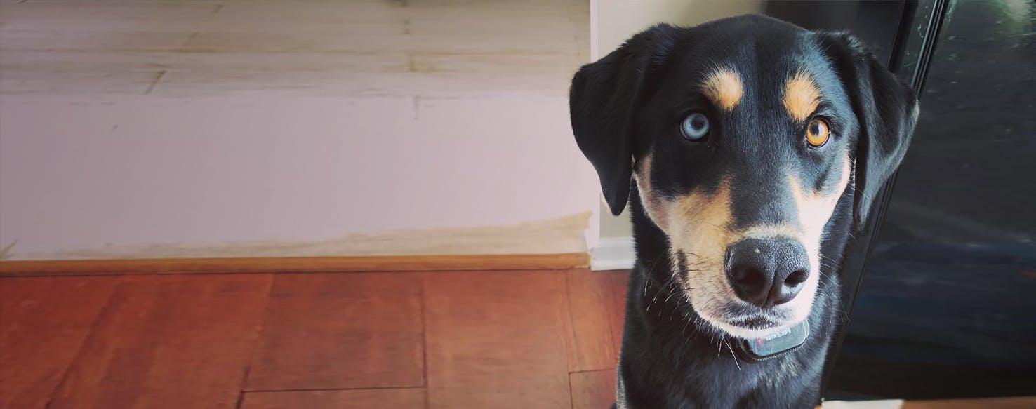 Top Activities For Black And Tan Coonoodles - Wag!