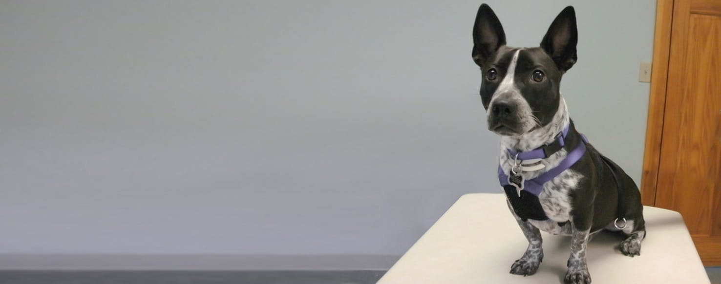 Top Activities For Basstons - Wag!