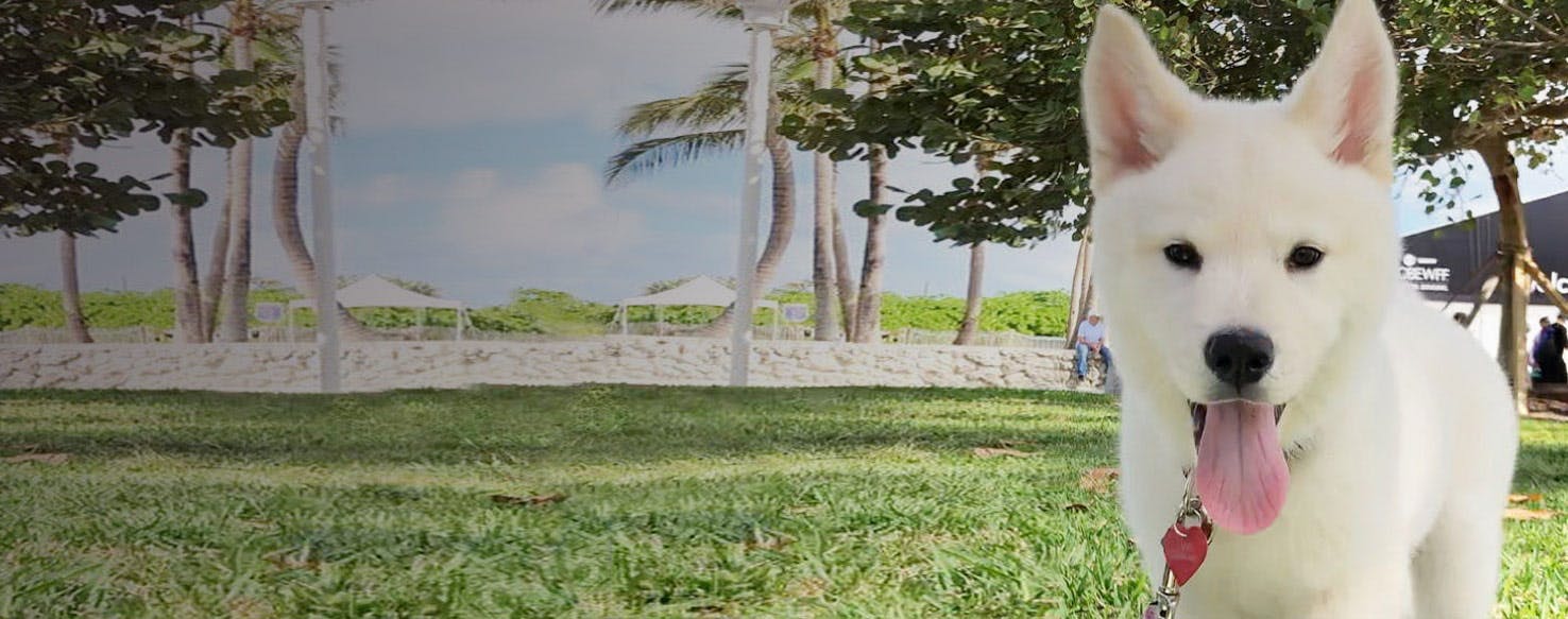 Top Activities For A Chusky - Wag!