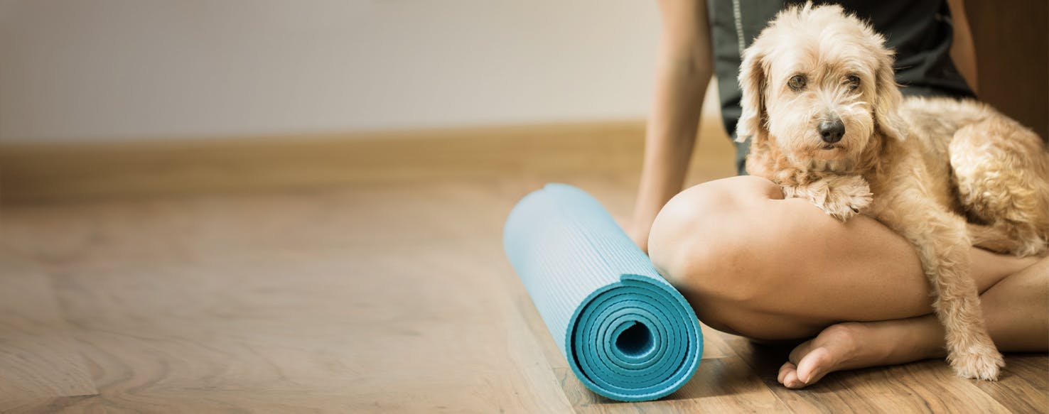 Top Activities For Dogs With Owners Who Like Yoga - Wag!
