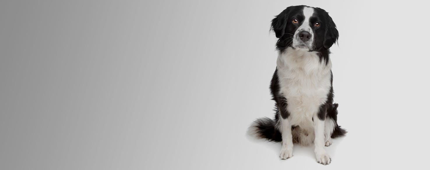 Top Activities For Border Points - Wag!