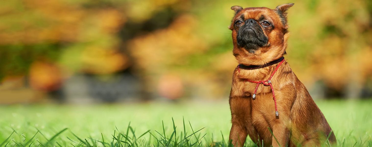 Top Activities For Brussels Griffons - Wag!