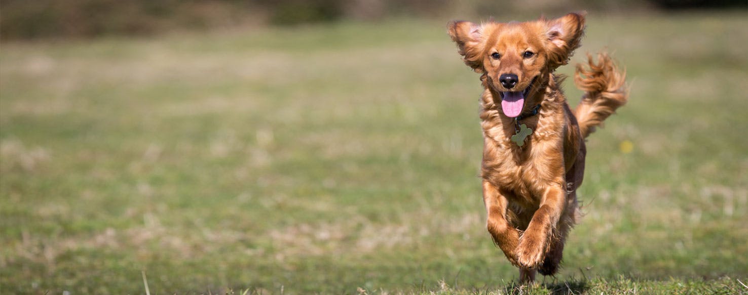 Top Activities For Cockapoos - Wag!