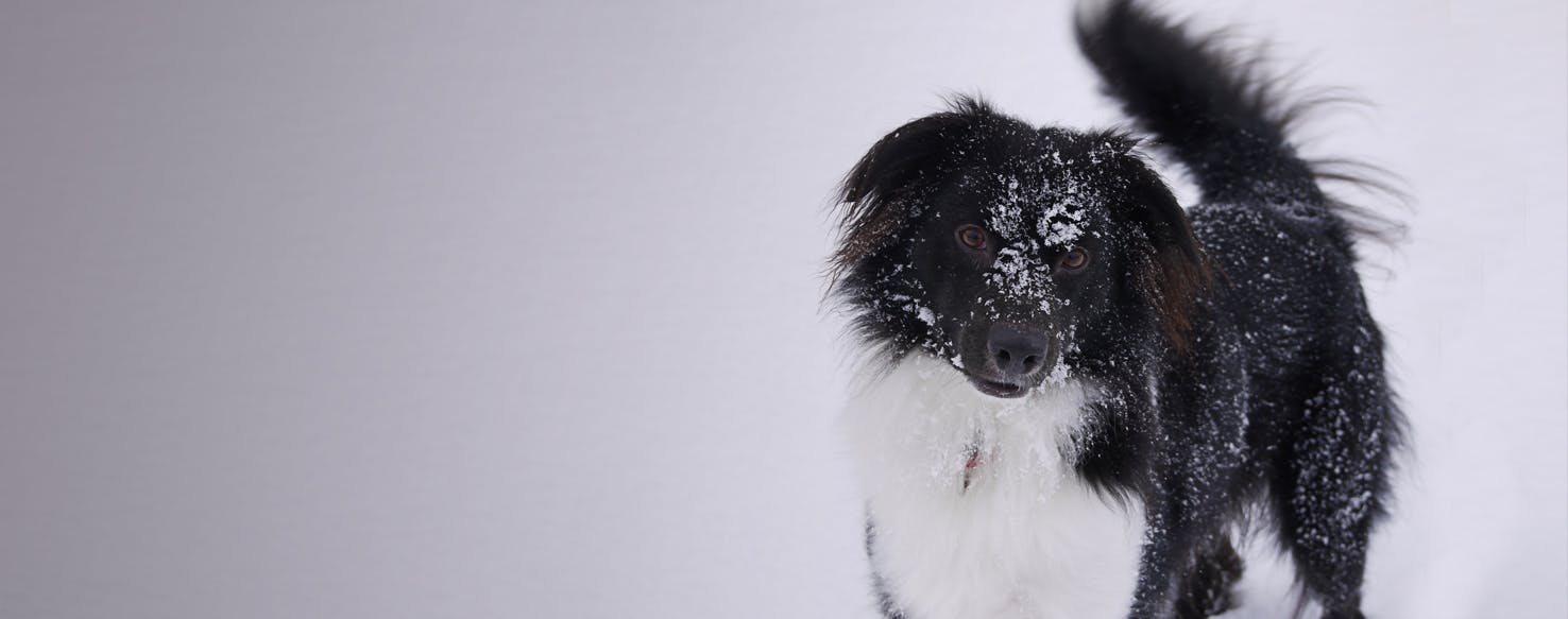 Top Activities For Large Dogs On Cold Days - Wag!