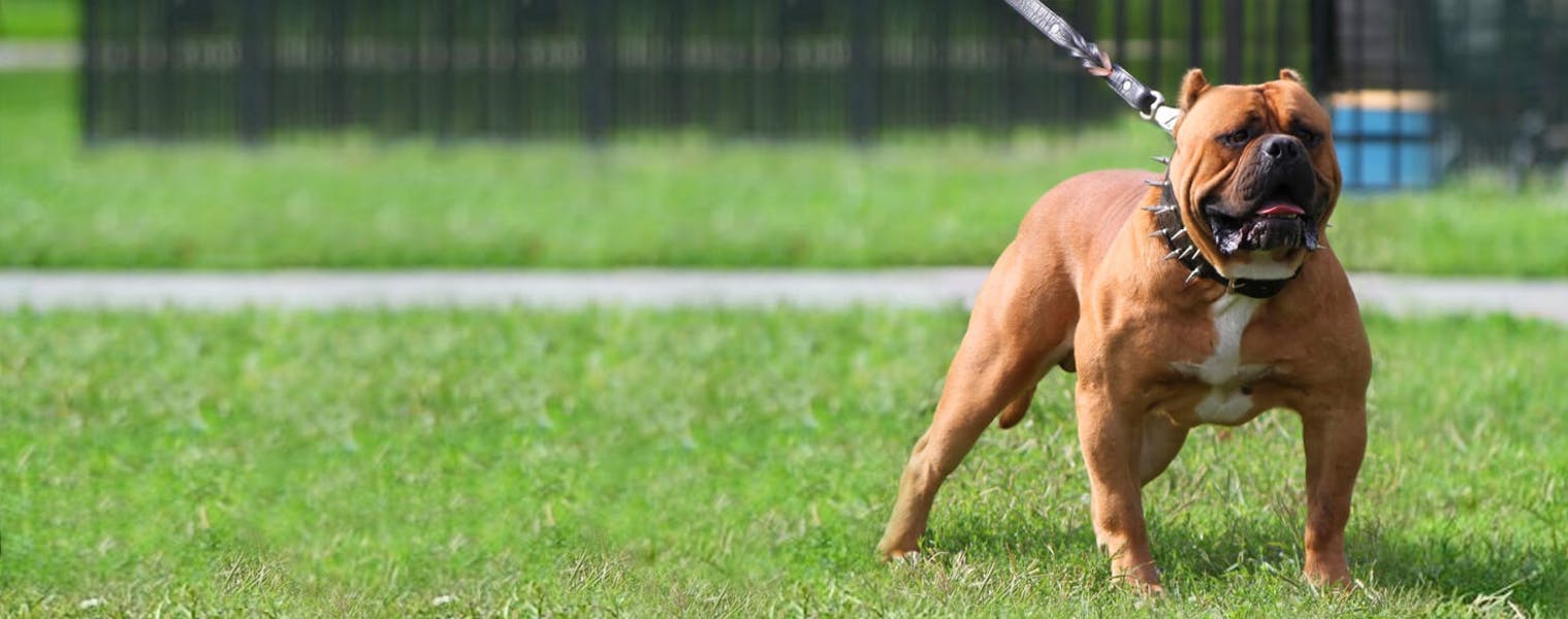 Top Activities For American Bandogges - Wag!