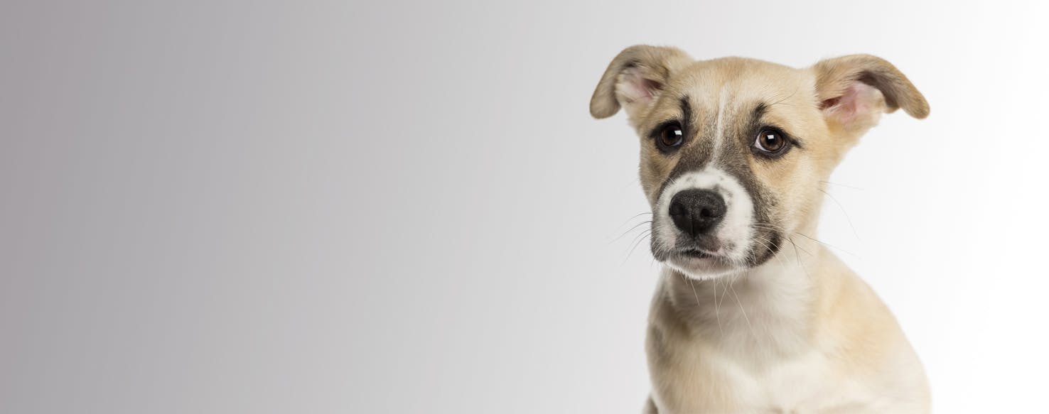 Top Activities For A Boxsky - Wag!