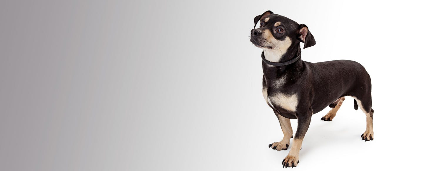 Top Activities For Toy Rat Doxies - Wag!