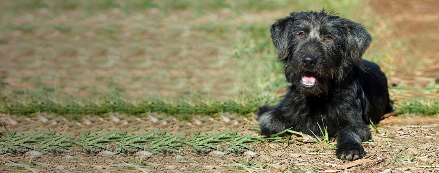 Top Activities For Bascotties - Wag!