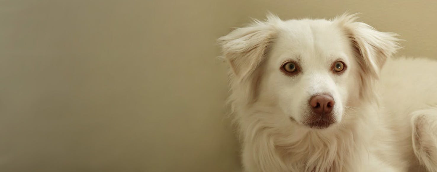 Australian Eskimo Puppies