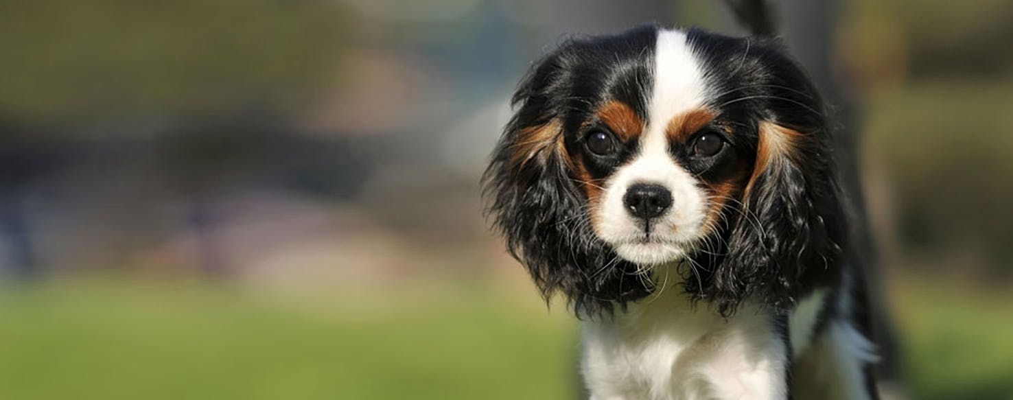 Are English Toy Spaniels Friendly Or Dangerous To Strangers