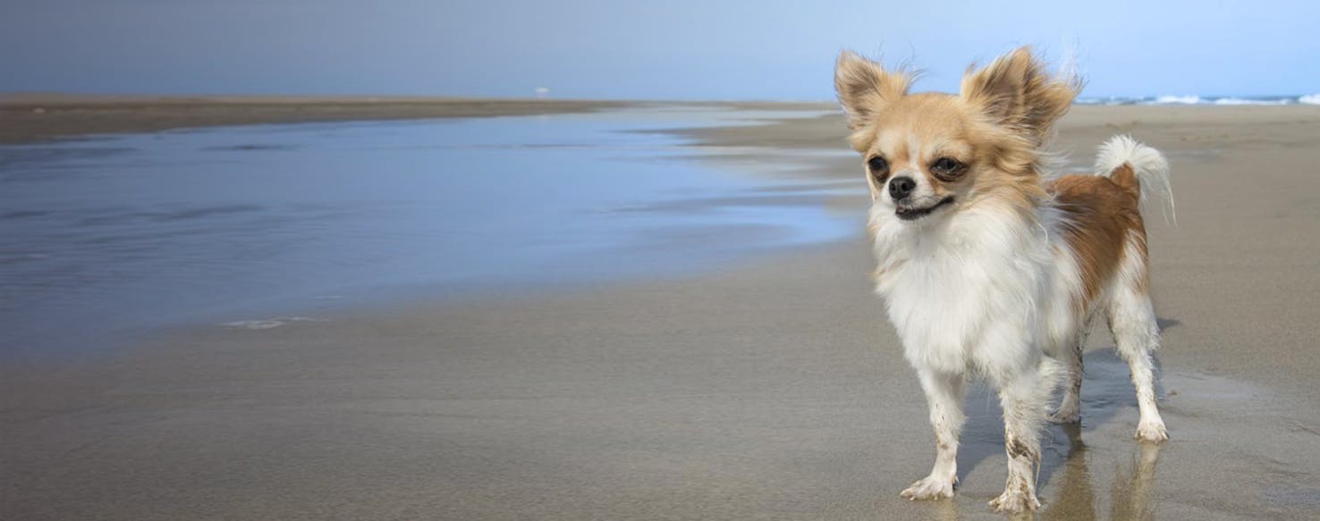 Top Activities For A Malchi - Wag!