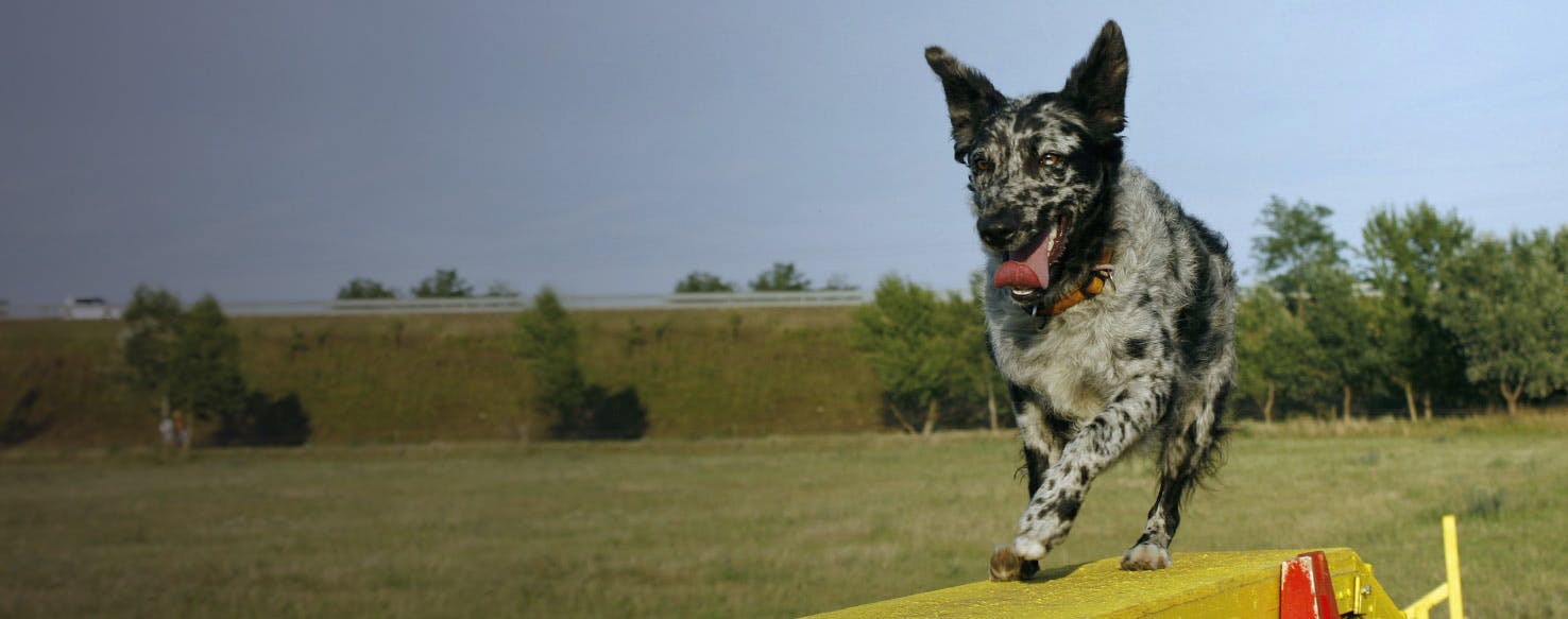 Top Activities For A Mudi - Wag!