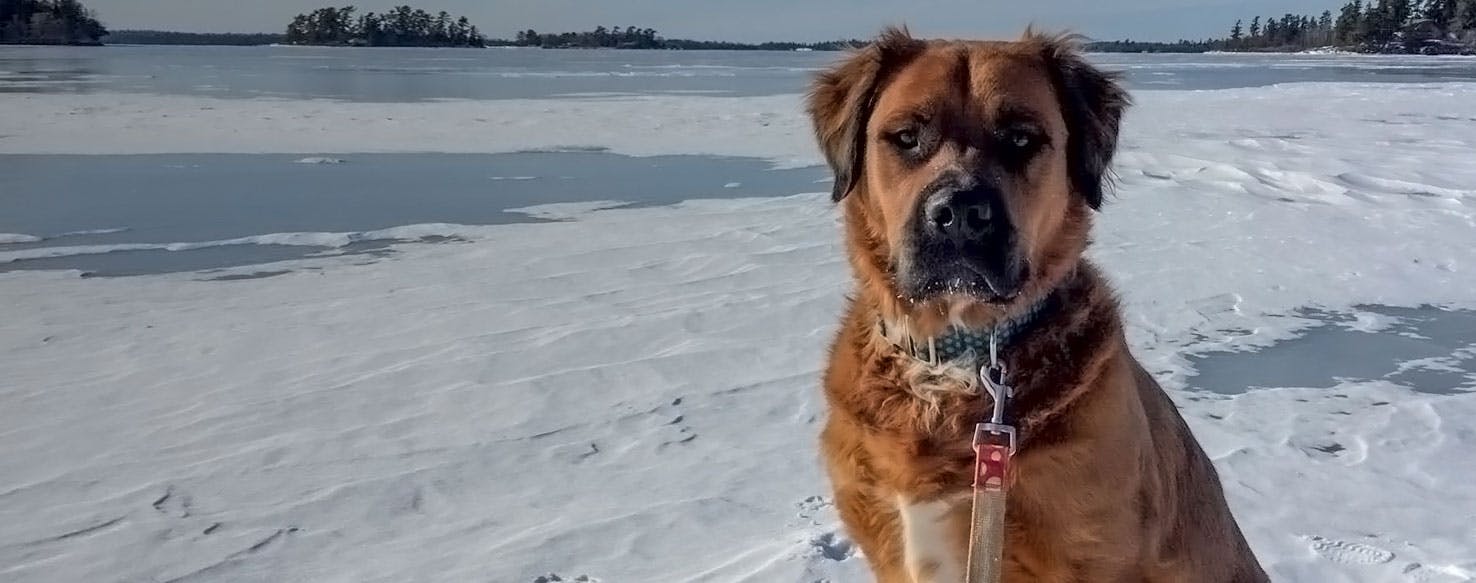 Top Activities For St. Weilers - Wag!