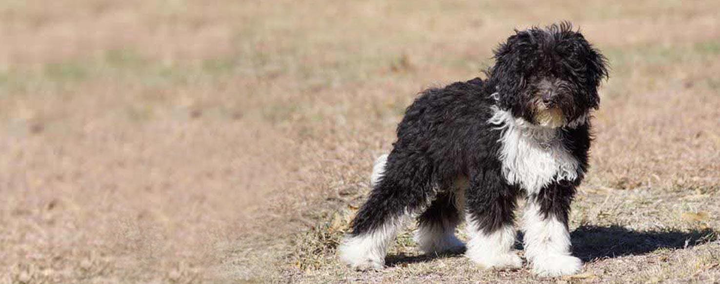 Top Activities For Bordoodles - Wag!