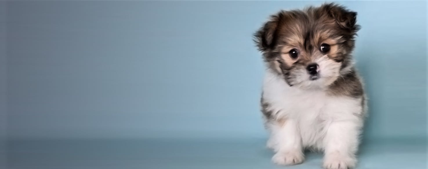 Top Activities For Shiranians - Wag!