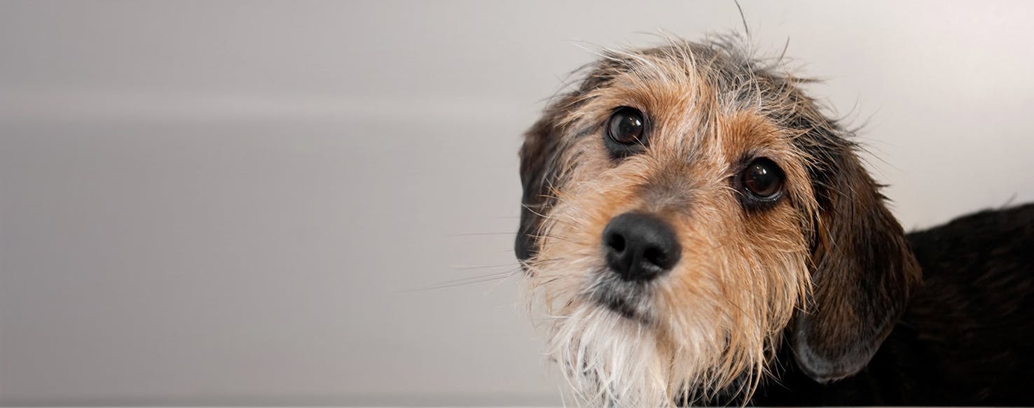 Top Activities For Wire Fox Beagles - Wag!