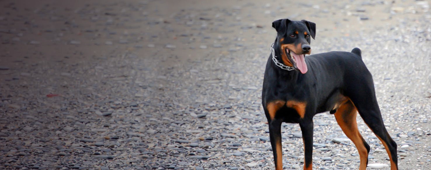 Doberman Rottweiler Mix