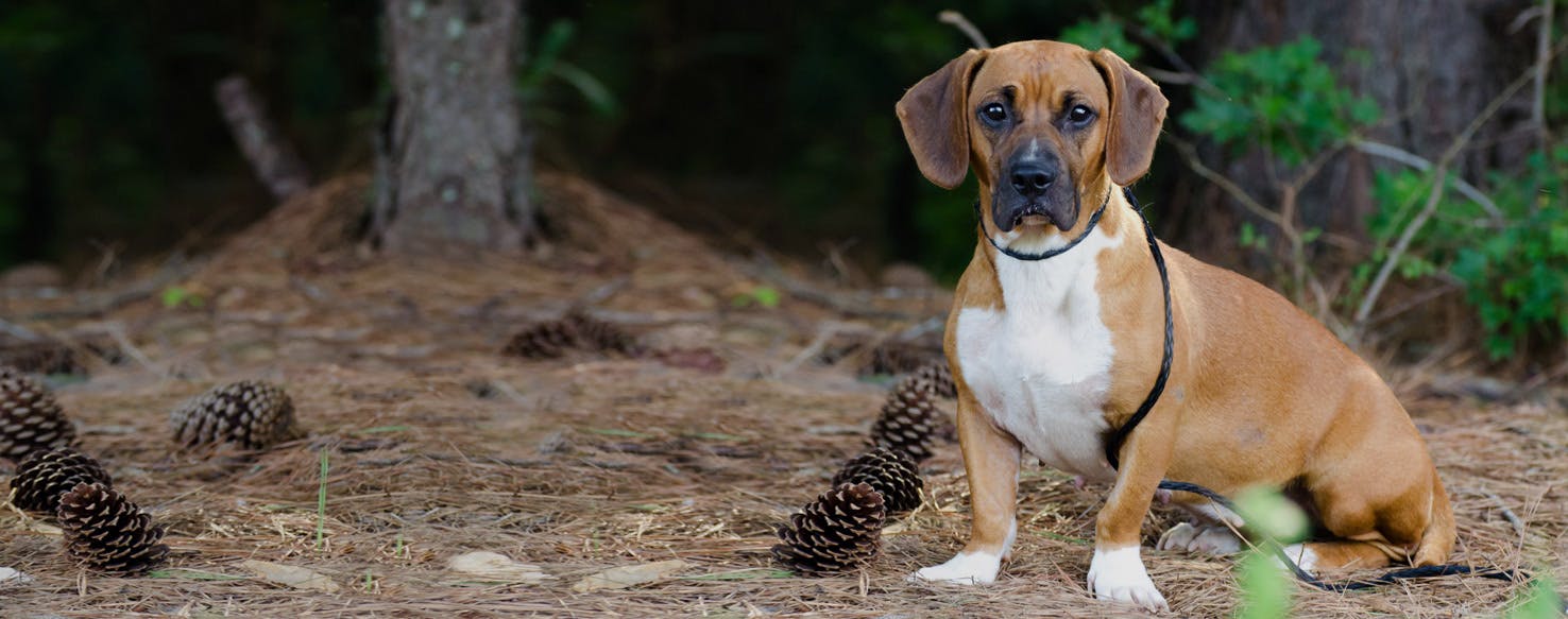 Bloodhound Boxer Mix