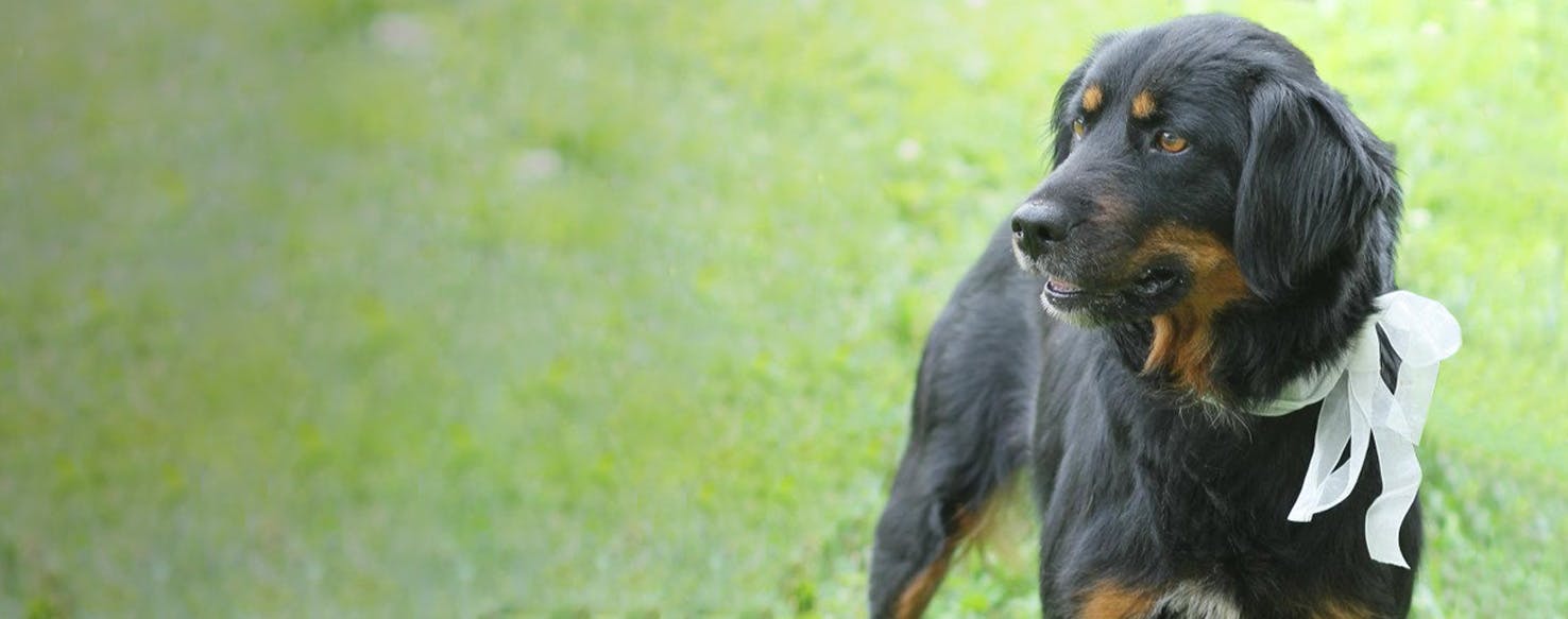 Cocker Spaniel Rottweiler Mix