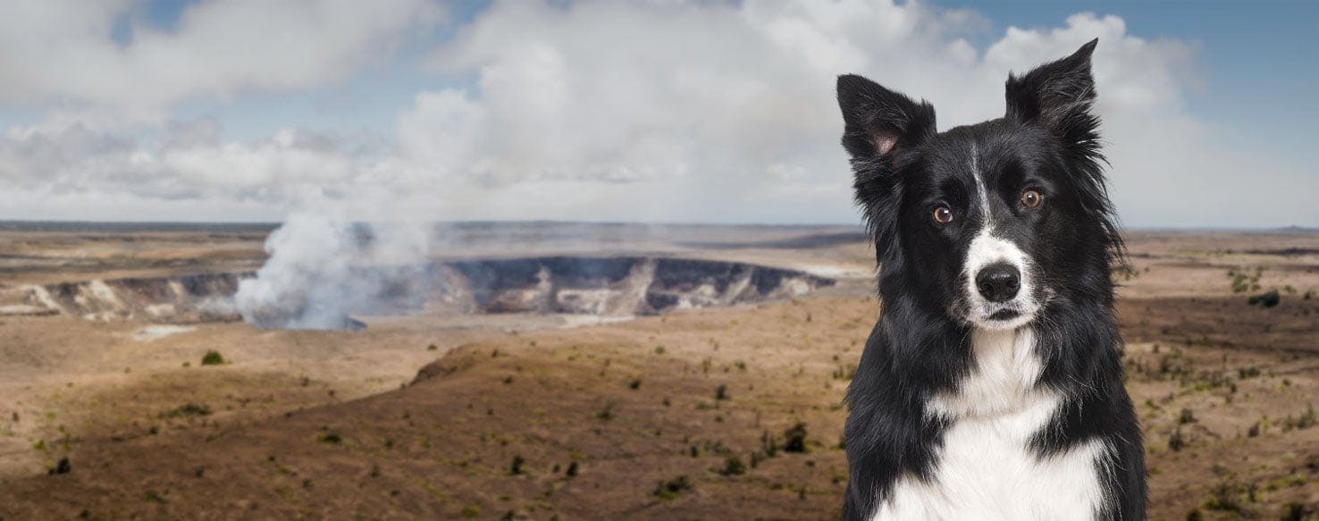 Top Activities For Dogs In Hawai'i Volcanoes National Park - Wag!