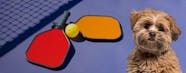 Top Activities For Pickleball Players With Dogs Wag 