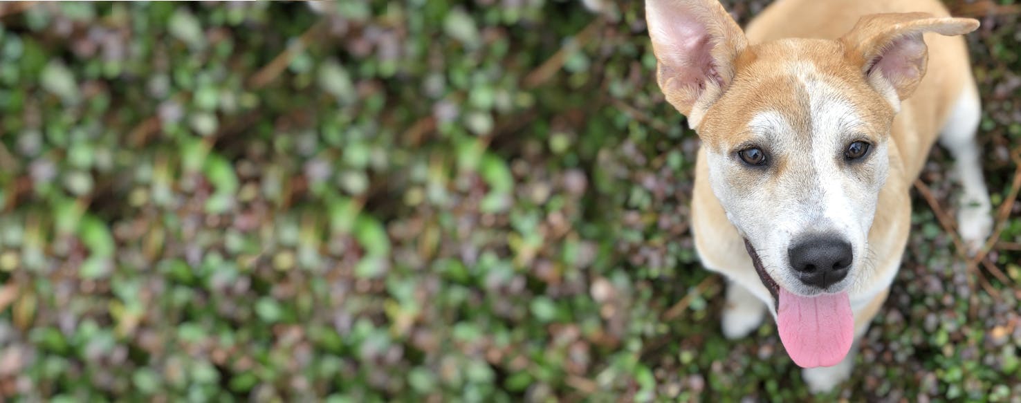 Top Activities For Labraheelers - Wag!