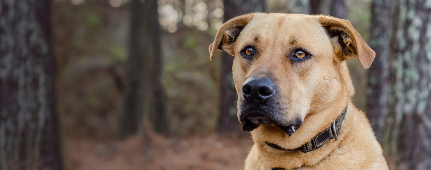 Top Activities For Bullmasadors - Wag!