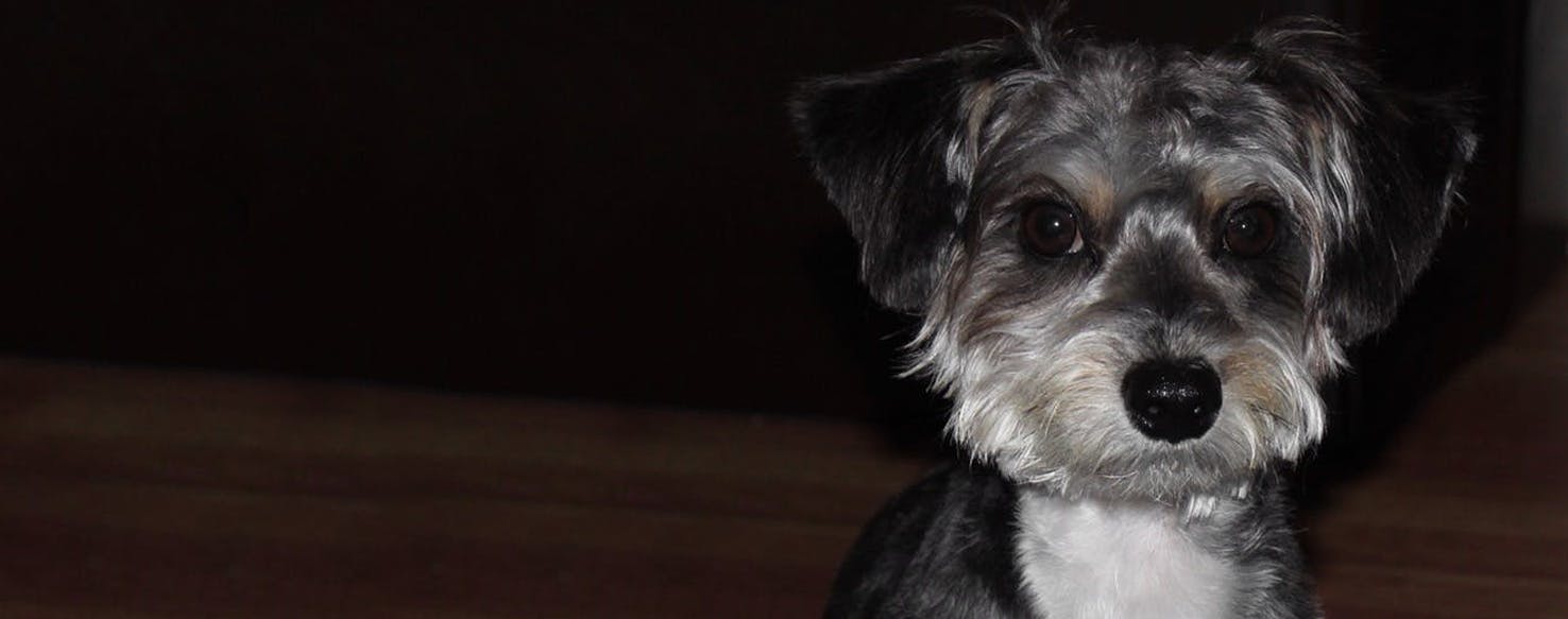 Top Activities For Malti-Pins - Wag!