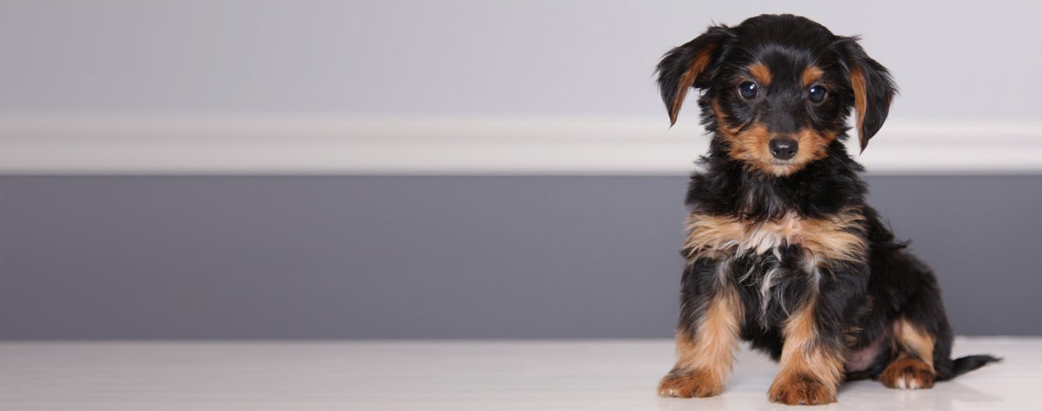 Top Activities For Dorkies - Wag!