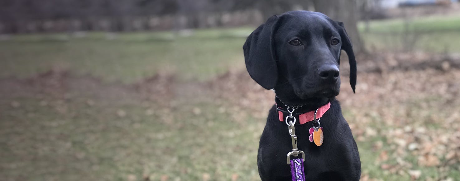 Top Activities For Labmaraners - Wag!