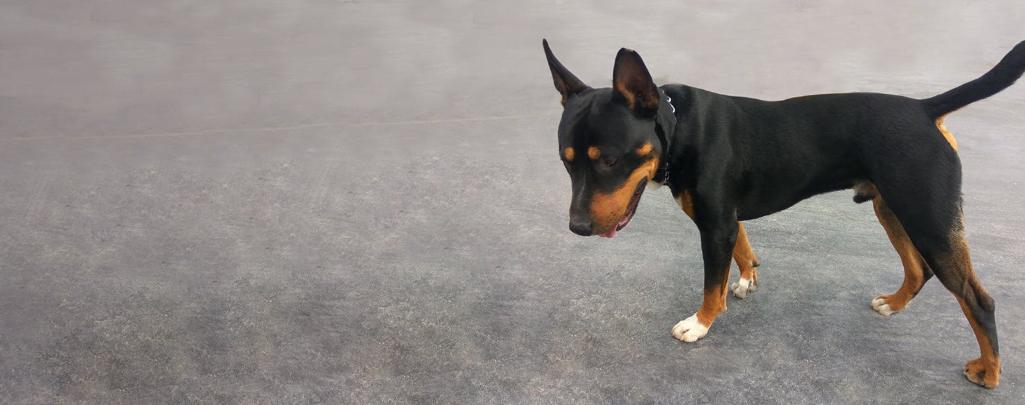 Top Activities For Rottbulls - Wag!