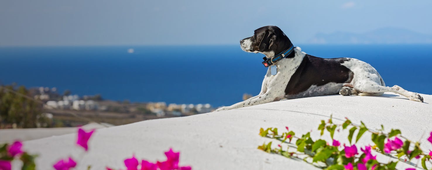 Top Activities For Dogs In Greece - Wag!