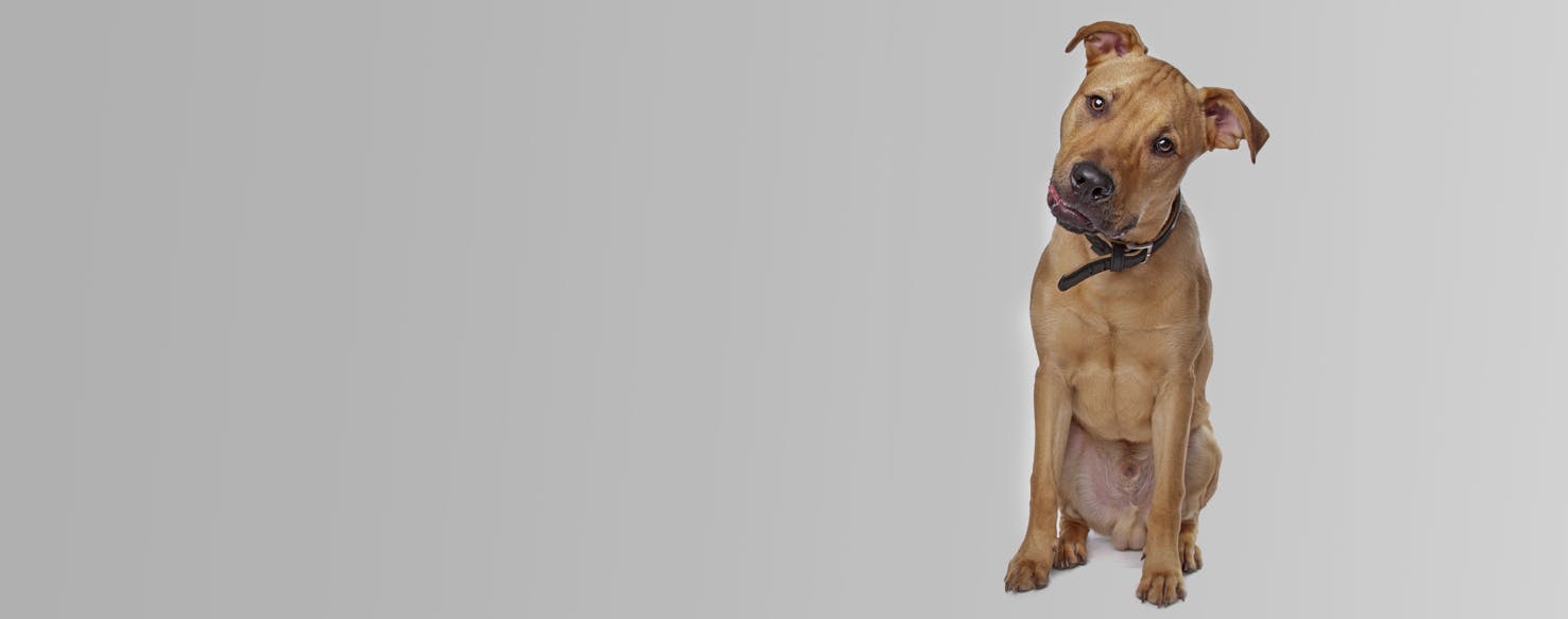 Top Activities For Pitweilers - Wag!